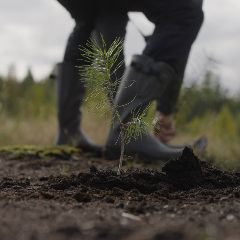Growing together: Vaadin's commitment to sustainability through ...